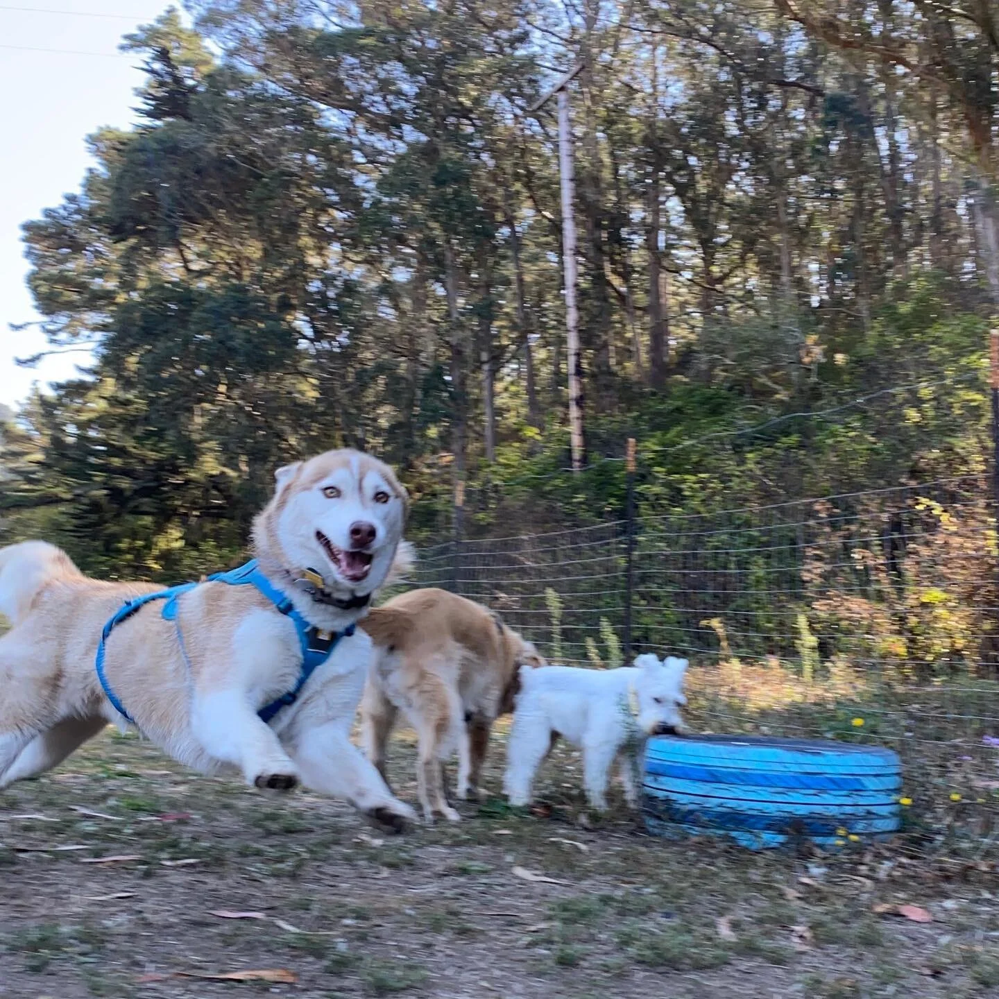 Vicki's Little Rascals