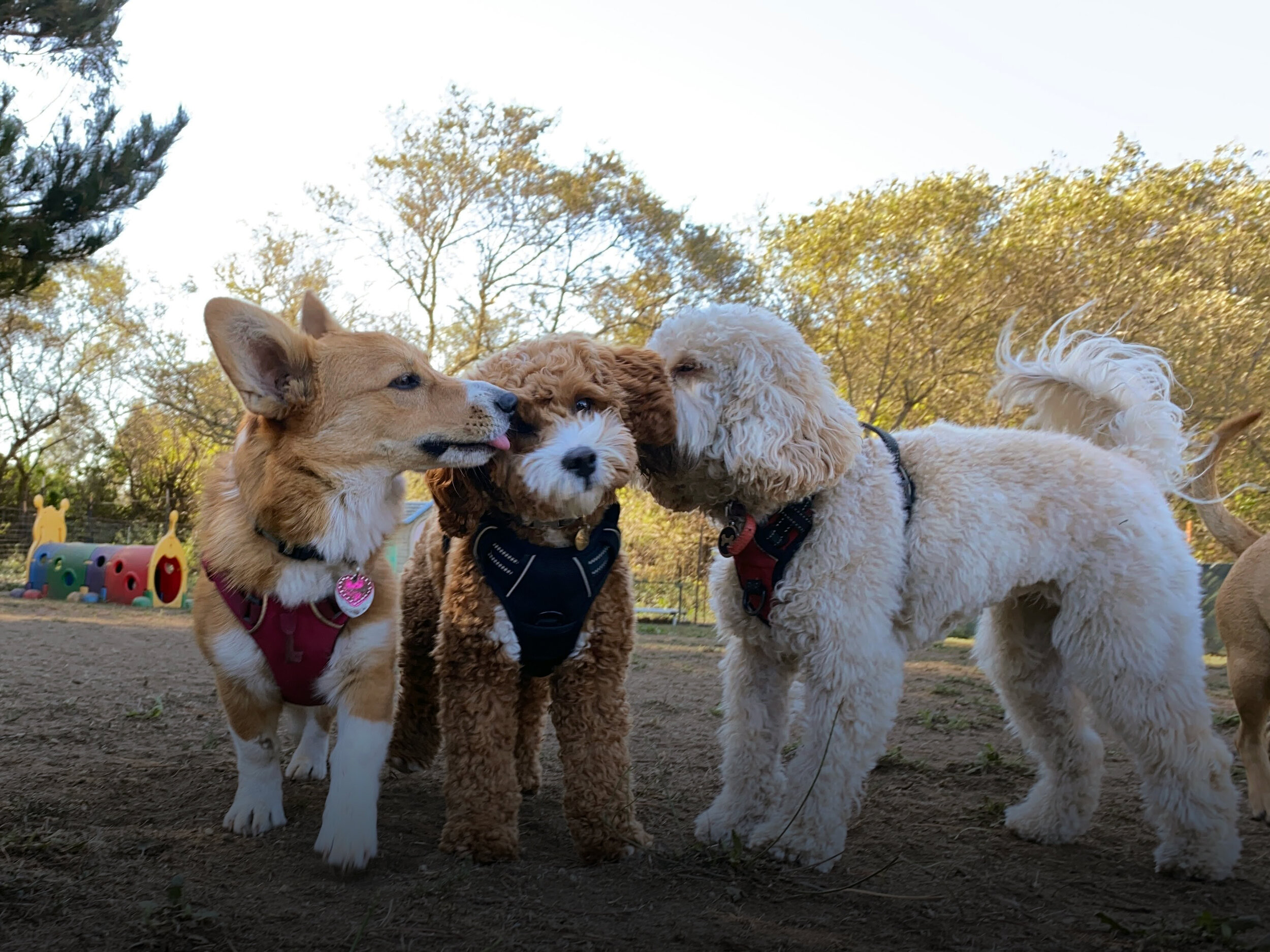 California's Best Dog Daycare — Vicki's Little Rascals - Doggy Day Care