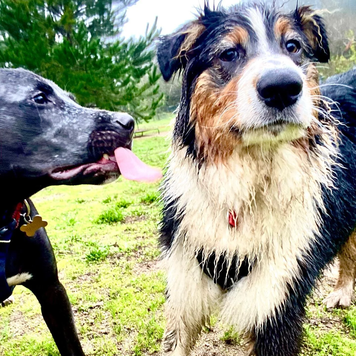 Vicki's Little Rascals - Doggy Day Care