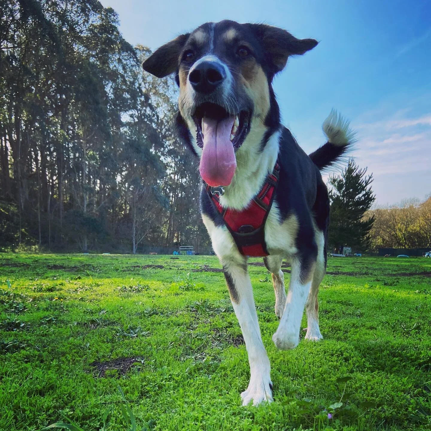 Vicki's Little Rascals - Doggy Day Care