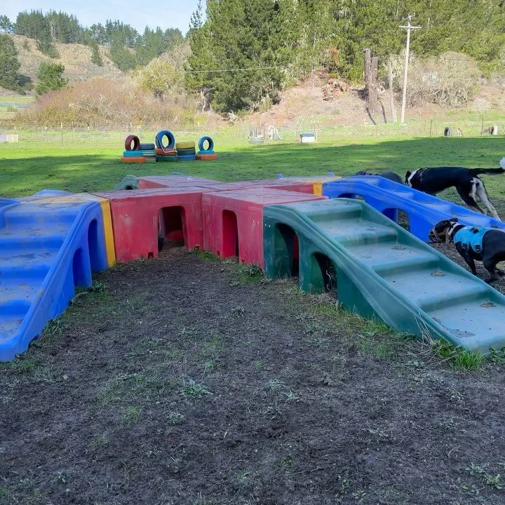 Vicki's Little Rascals - Doggy Day Care