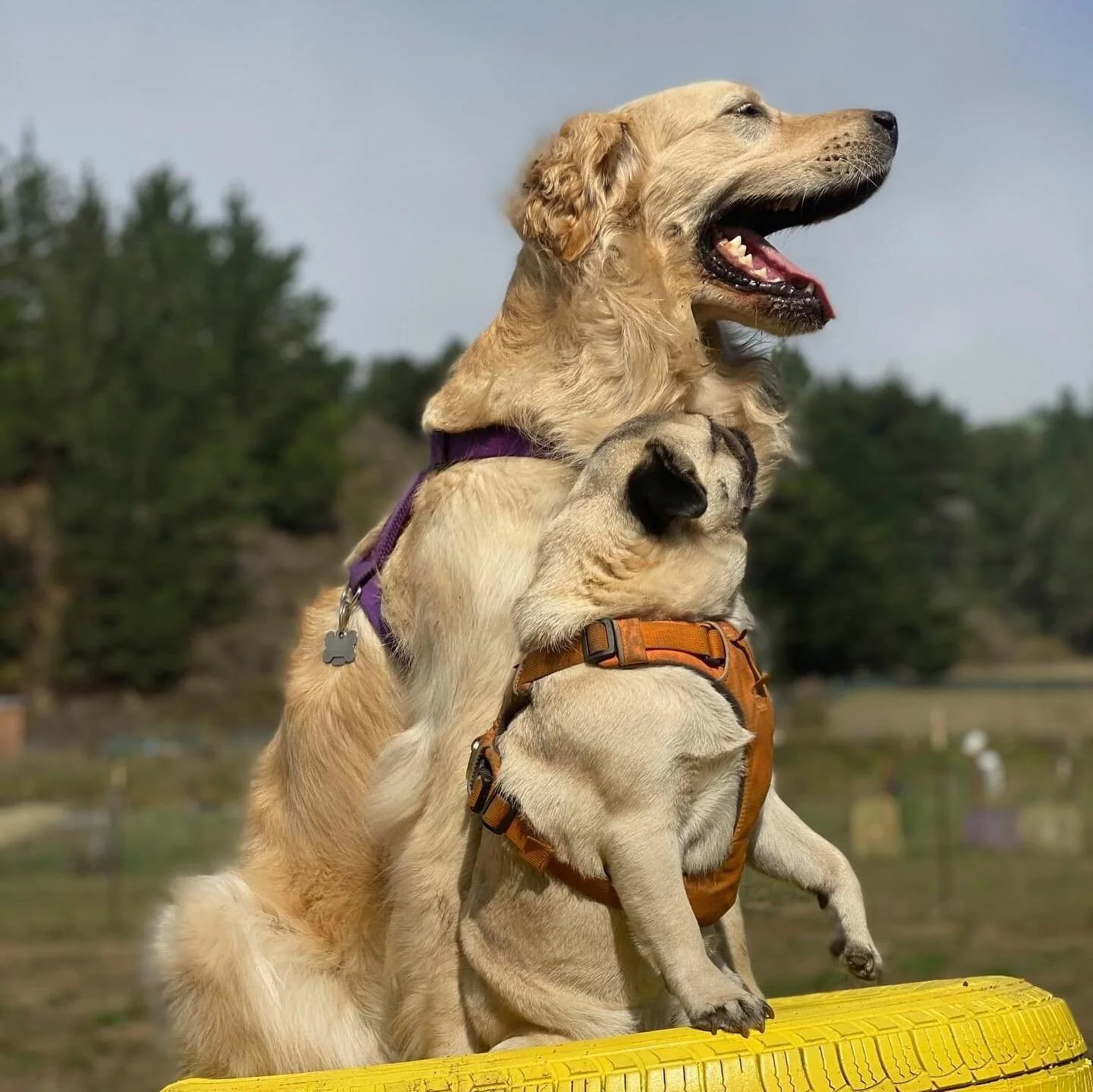 Vicki's Little Rascals