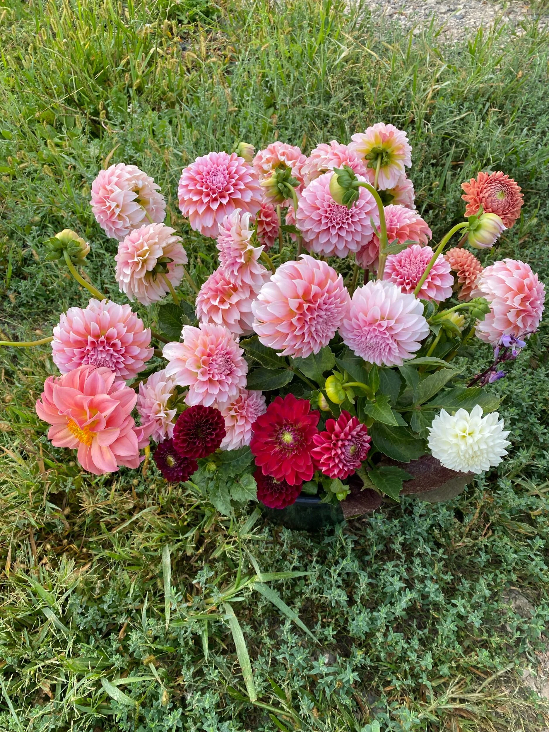 Happy Hills Flower Farm