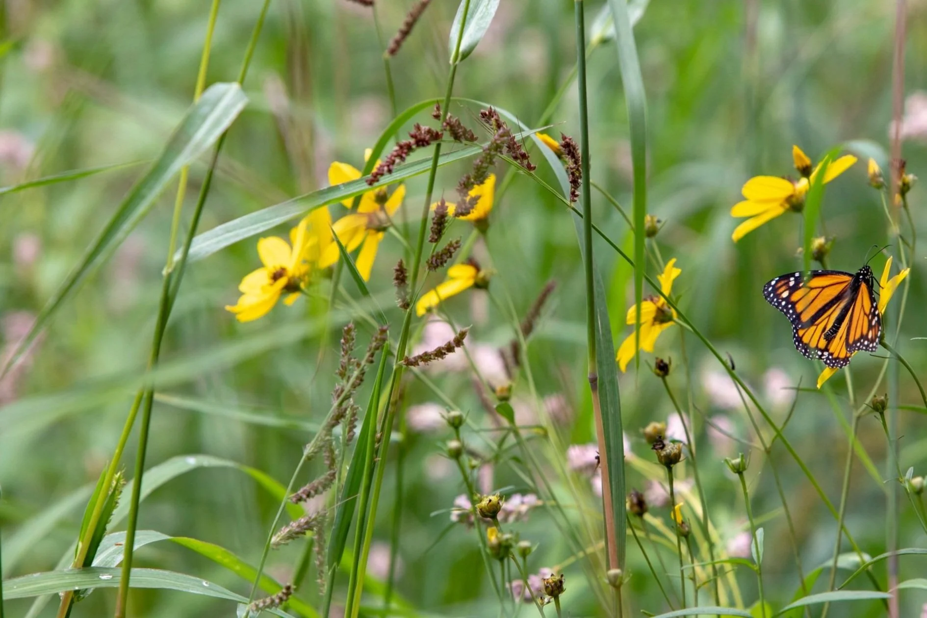 Flutter: Celebrating Our Pollinators — Ann Arbor Hands-On Museum and ...