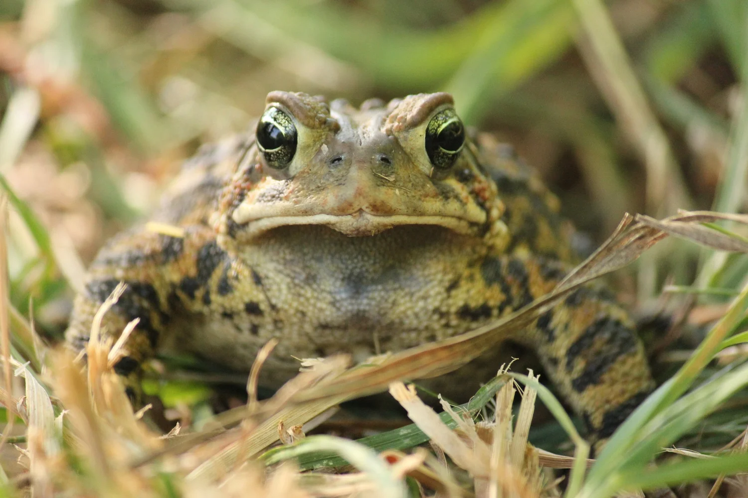 Eastern American Toad — Ann Arbor Hands-On Museum and Leslie Science ...