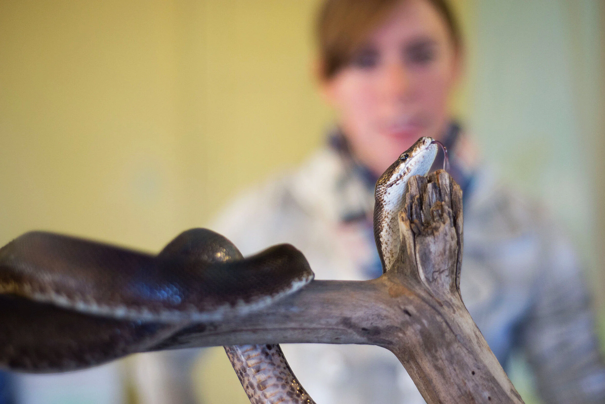 Snakes and the Scientific Method — Ann Arbor Hands-On Museum and Leslie ...
