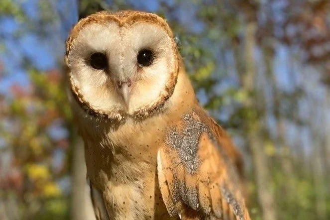 Barn Owl Eyes
