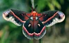 Cecropia Moth — Ann Arbor Hands-On Museum and Leslie Science & Nature ...