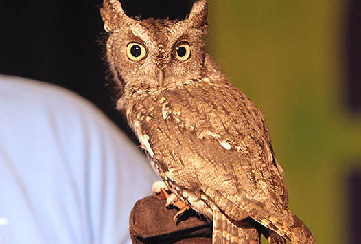 Superb Owl Sunday 2026 — Ann Arbor Hands-On Museum and Leslie Science ...