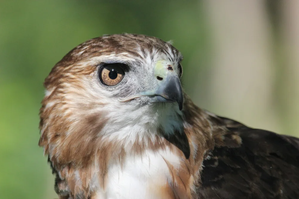 Red-tailed Hawk — Ann Arbor Hands-On Museum and Leslie Science & Nature ...
