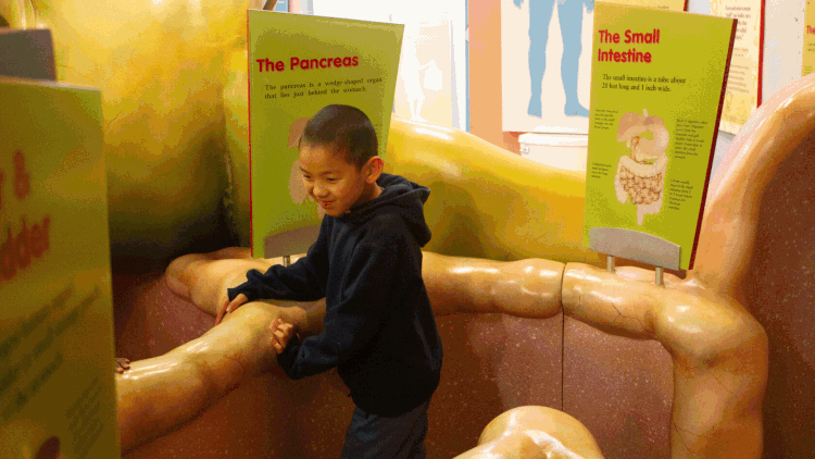 Health Exploration Station — Ann Arbor Hands-On Museum and Leslie ...