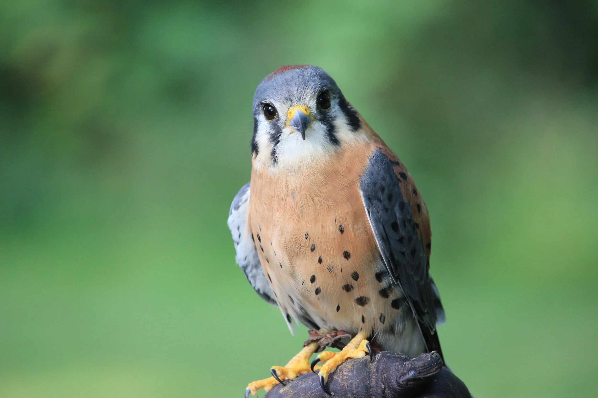 American Kestrel — Ann Arbor Hands-On Museum and Leslie Science & Nature Center
