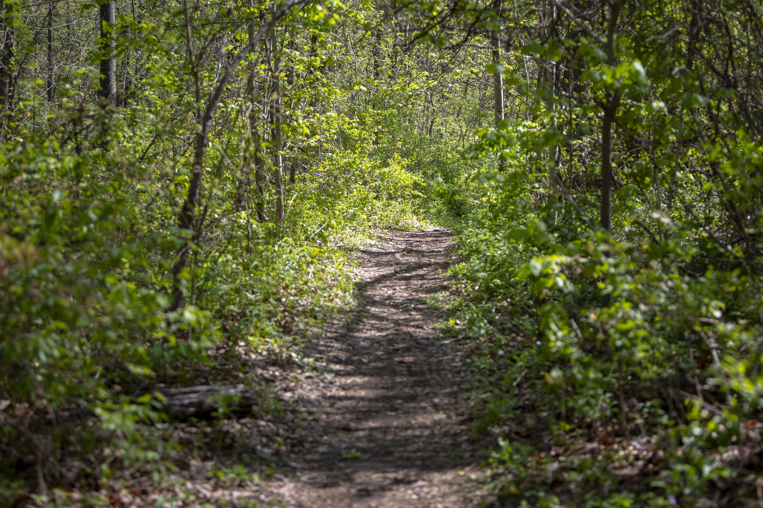New Moon Night Hike — Ann Arbor Hands-On Museum and Leslie Science ...
