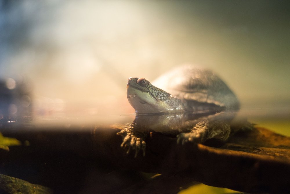 Critter House Open Hours — Ann Arbor Hands-On Museum and Leslie Science ...