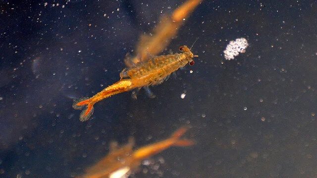 Vernal Pools | Explore and Protect Vernal Pools — Deerfield River ...