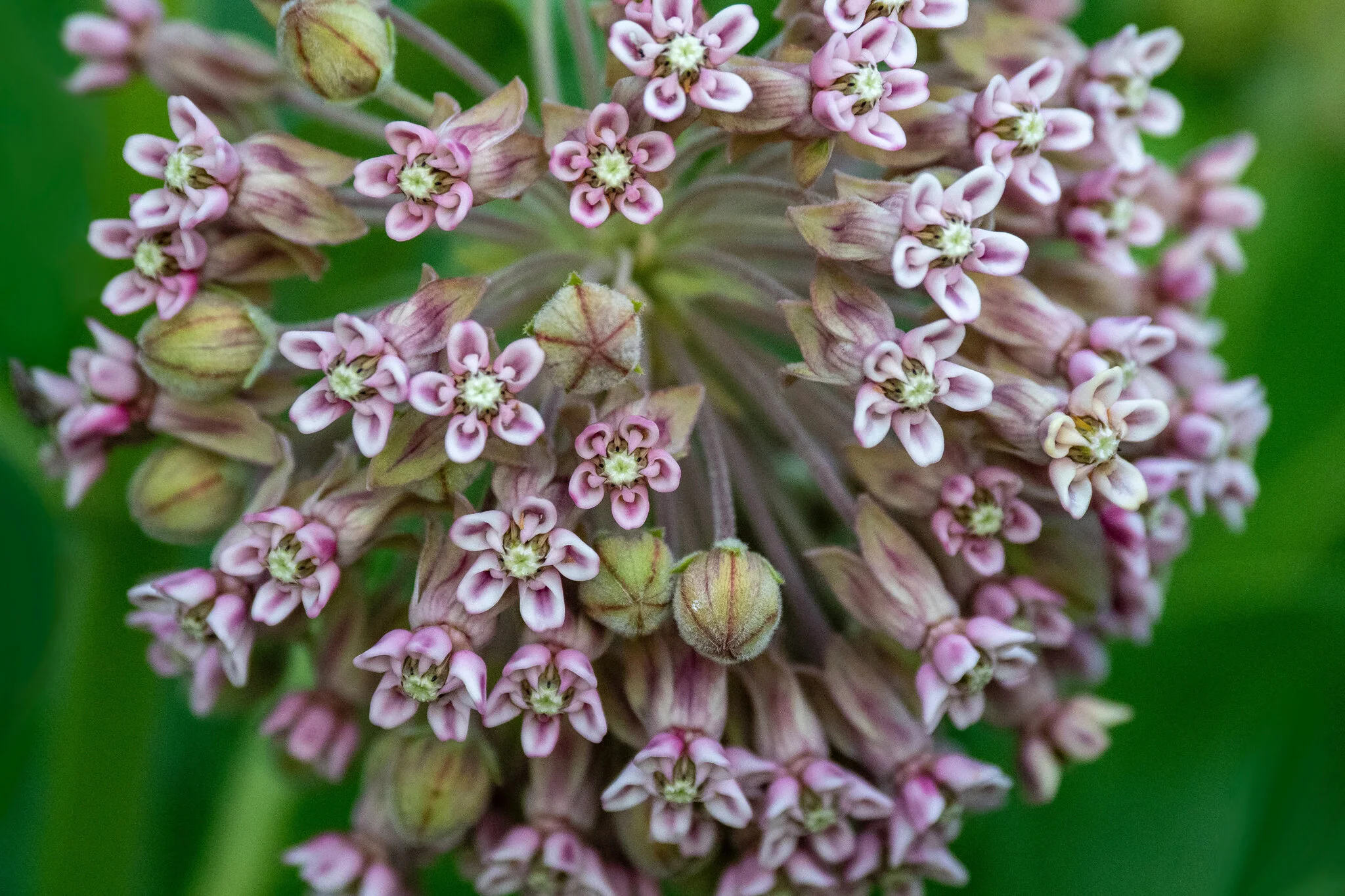 Five Plants Georgia Pollinators Love — Keep Georgia Beautiful Foundation