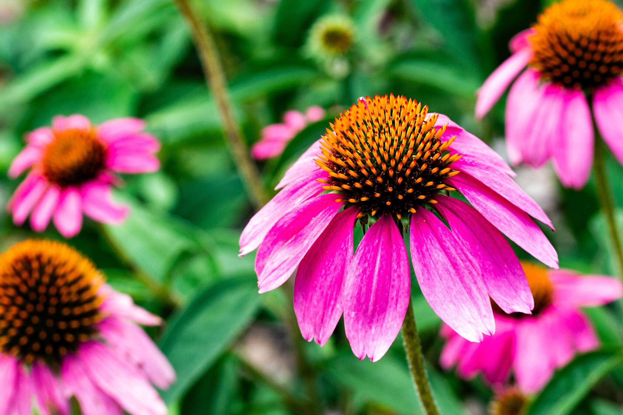 Five Plants Georgia Pollinators Love — Keep Georgia Beautiful Foundation