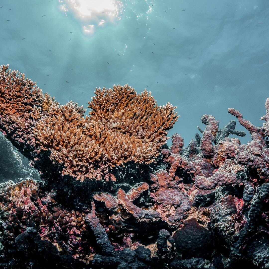 PROFESSIONAL HAIR PRODUCTS - EVRL HAIR CONCEPT SHOP ONLINE