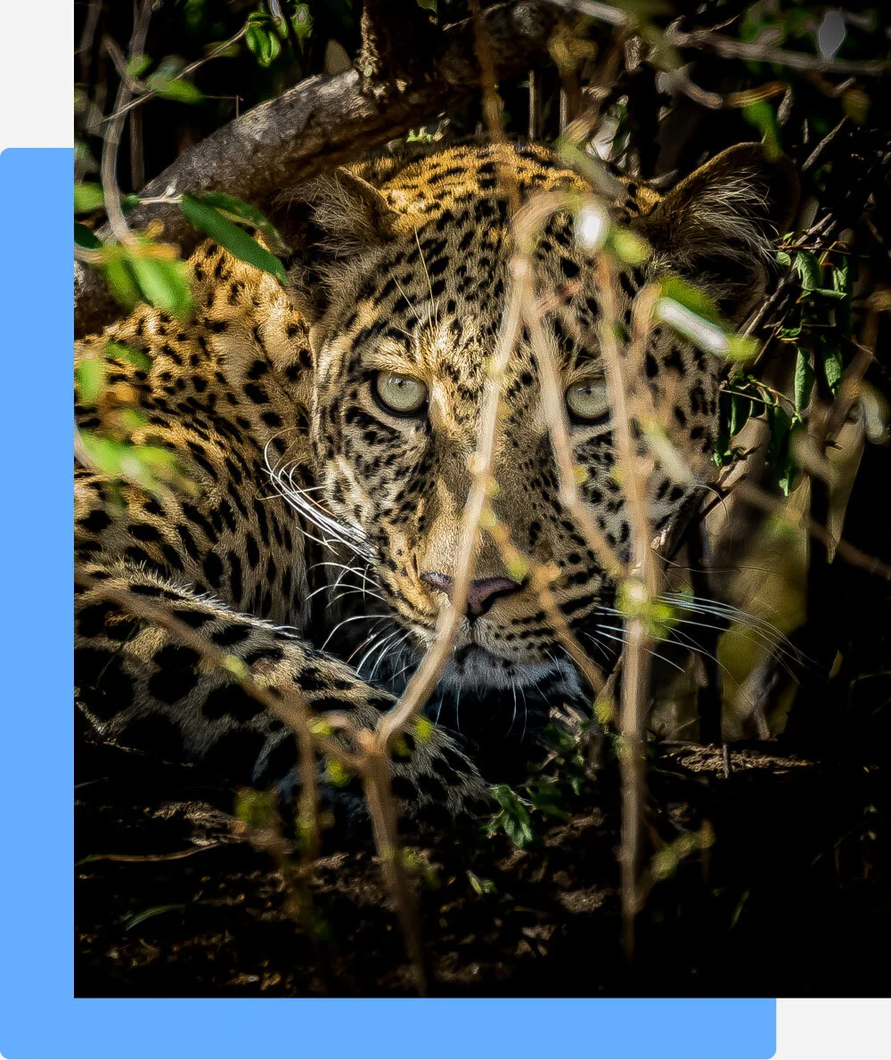 Safari Portal | Itinerary Builder Software for Travel Agents and Tour ...