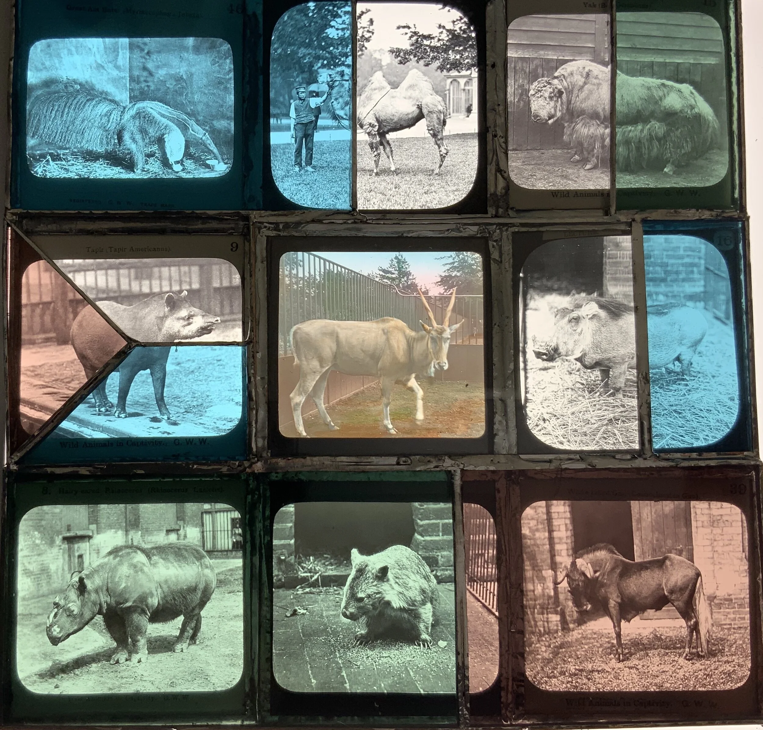 Zoological Garden — Polly Gould