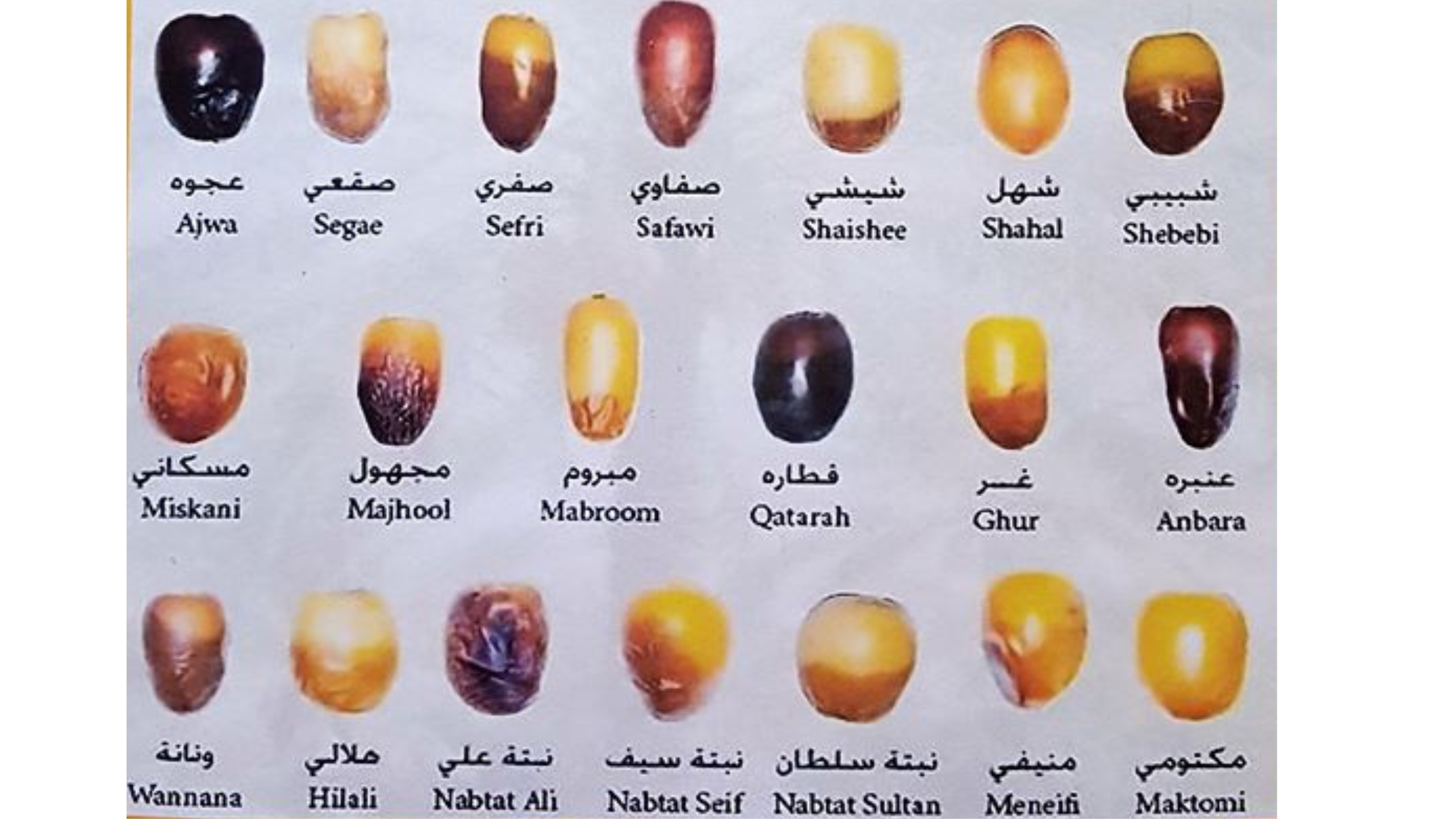Dates: Saudi Arabian Super Fruit | Gulf Consultants | Star-CaT | Star-CaT
