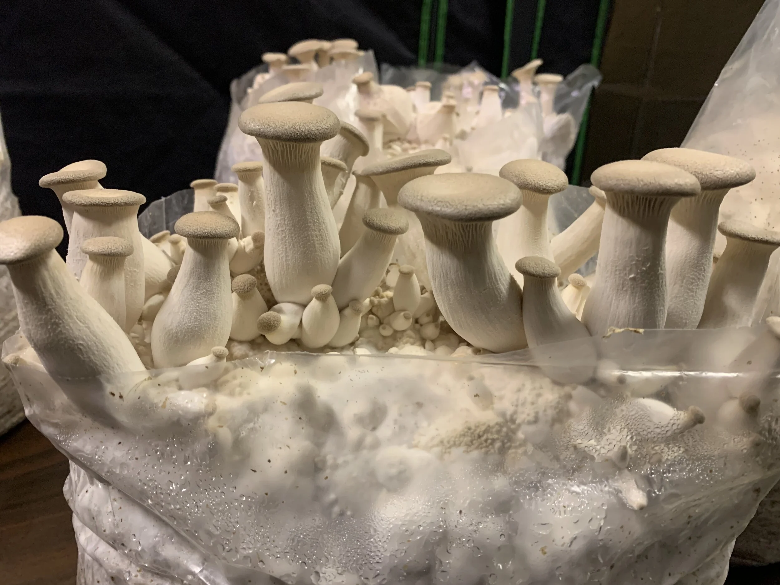 Fungus Farm Colorado