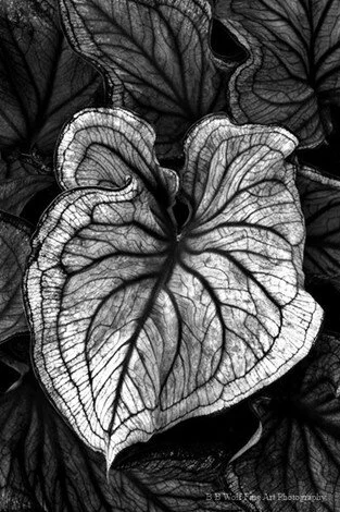 Blog 3 — Cuenca Los Ojos