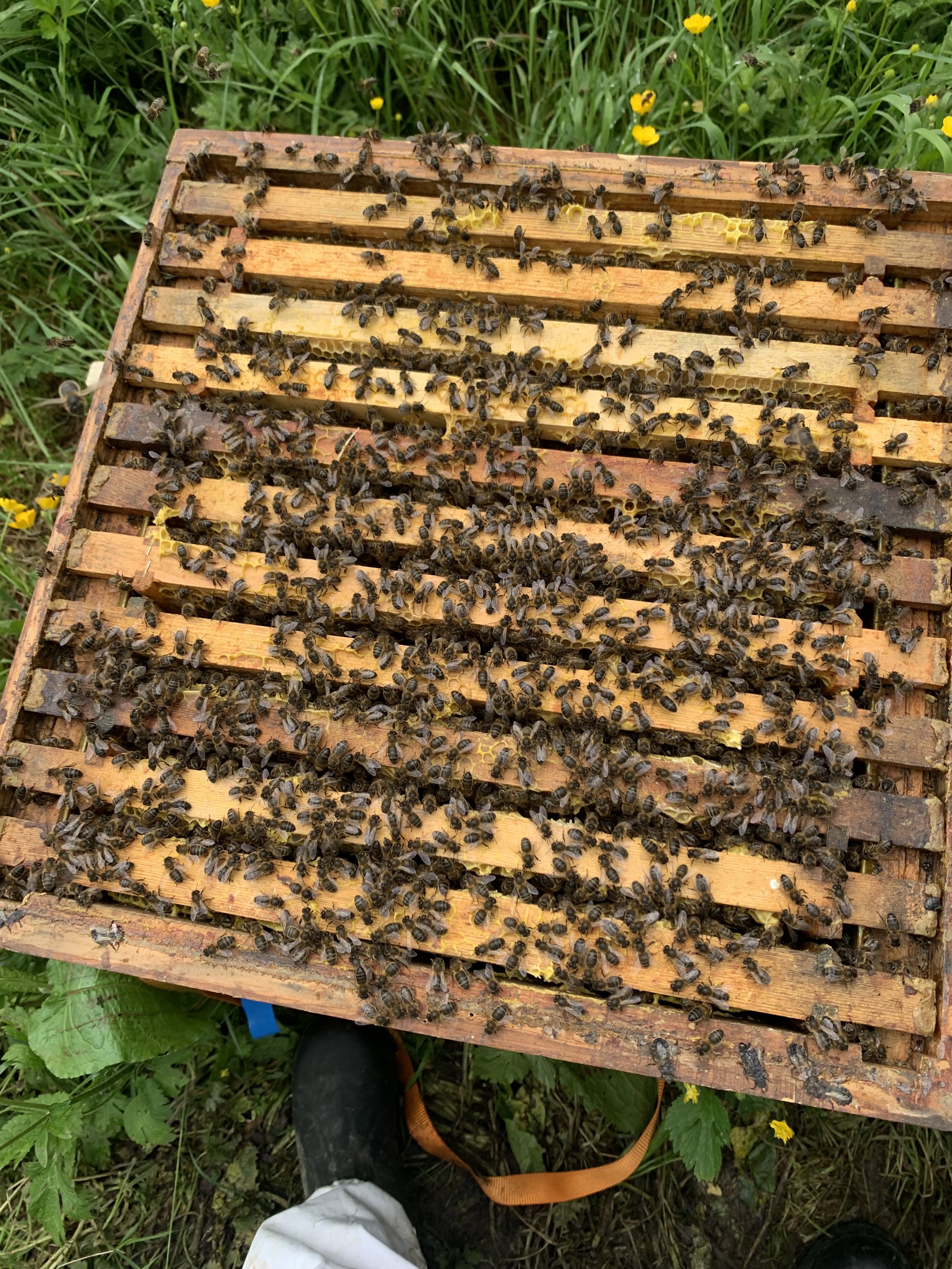 Bees | Discover Local Irish Honey Today — Stewart Family Farm