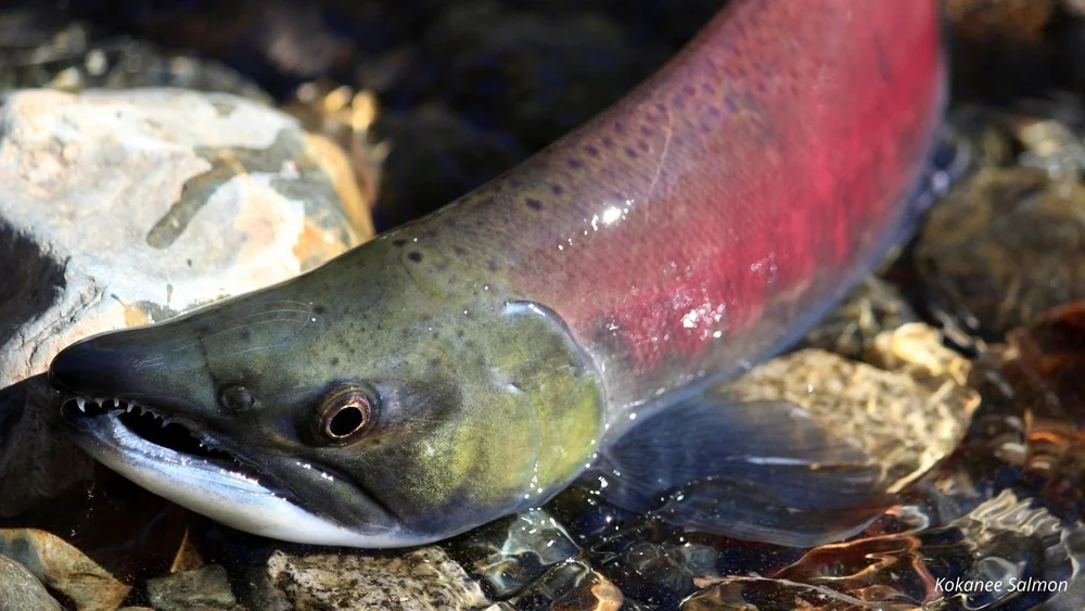 Popular Fish Among Wyoming Anglers | Fish Wyoming — Live WYld Magazine