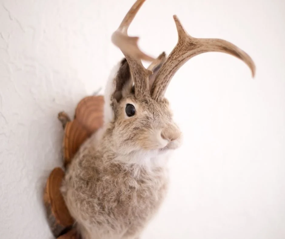 The Legend of the Jackalope — Live WYld Magazine