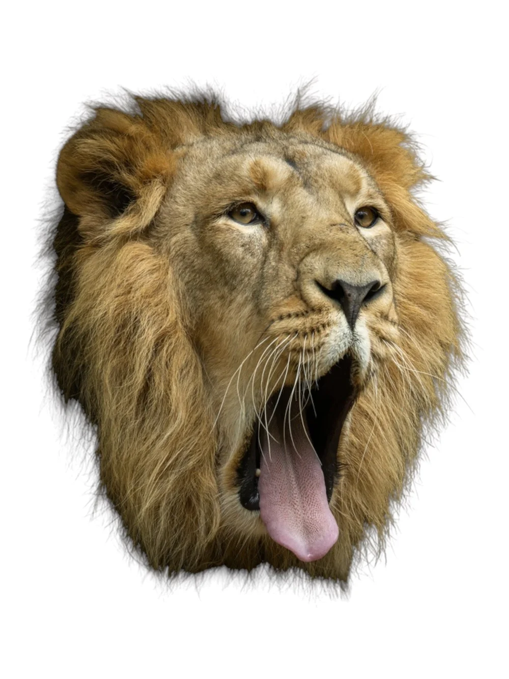 Oral Muscle Strength — Sleep and Brain