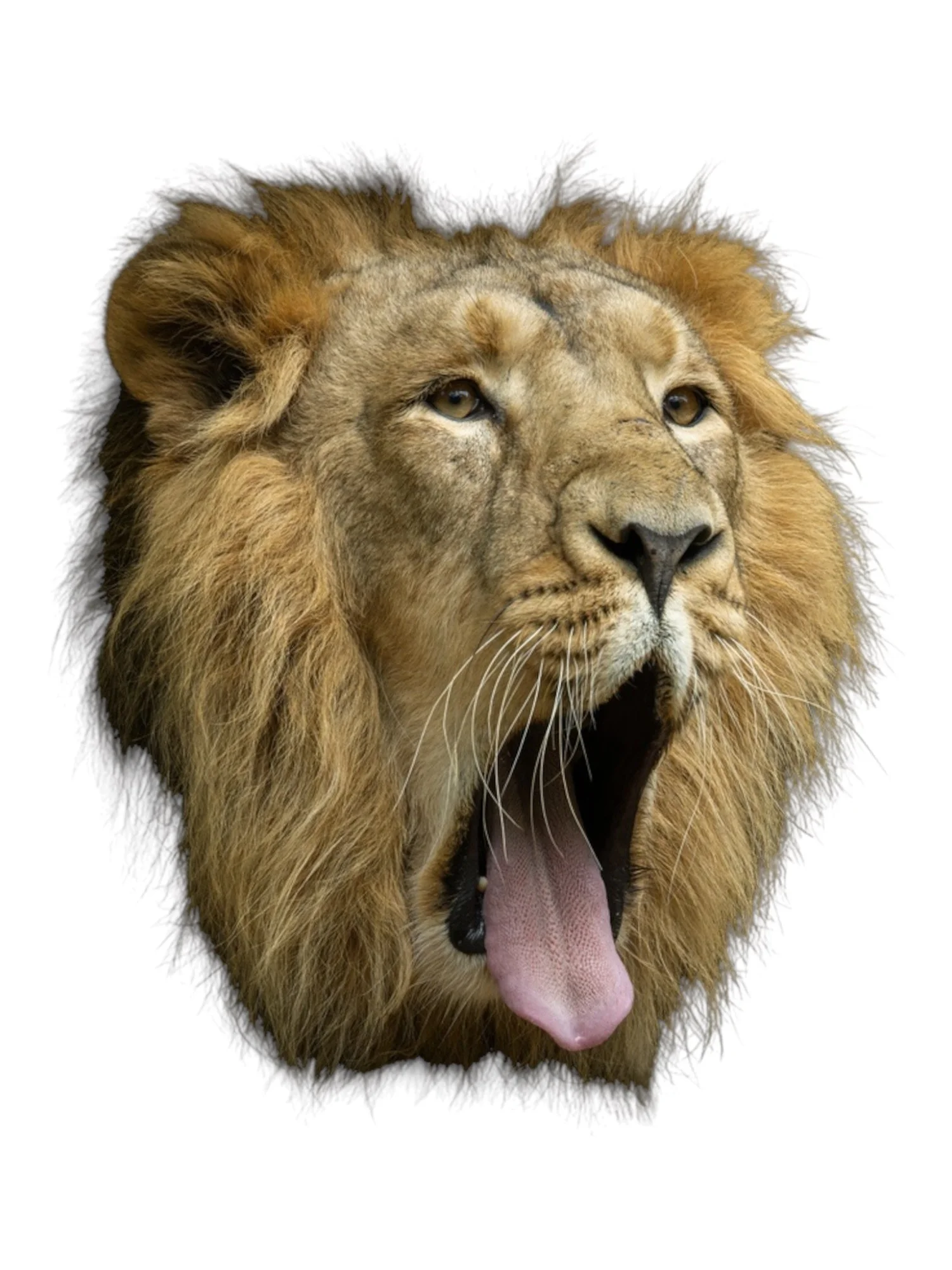 Oral Muscle Strength — Sleep and Brain