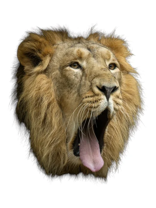 Oral Muscle Strength — Sleep and Brain