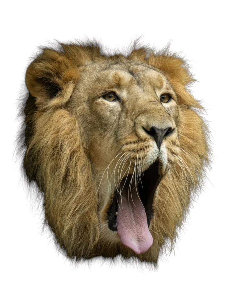 Oral Muscle Strength — Sleep and Brain