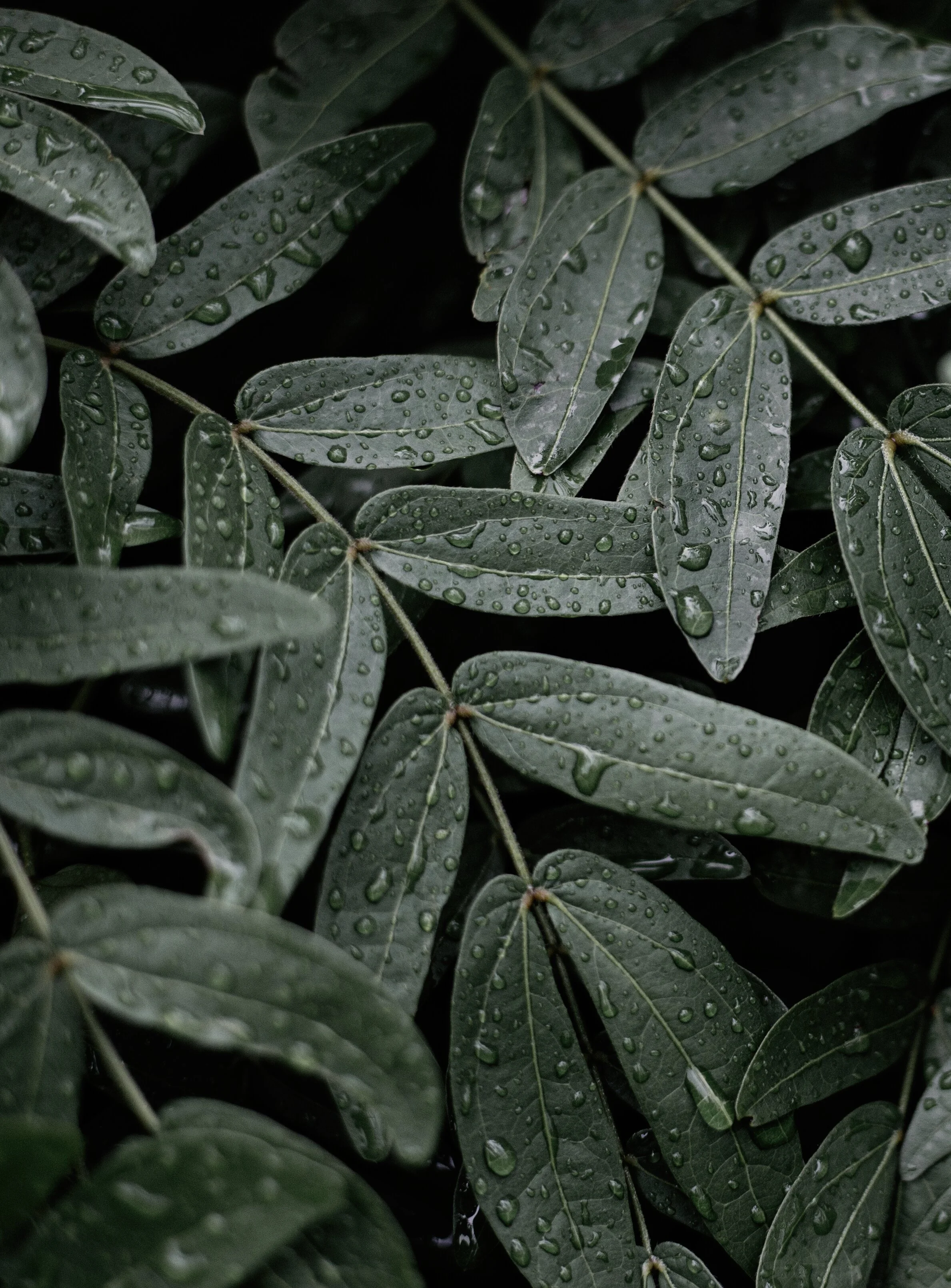 Blog 2 — Dr Brownstein’s Holistic Medicine