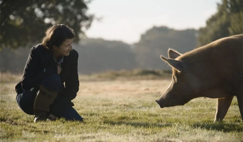 Knepp's Wild Heart: A Story of Environmental Revival