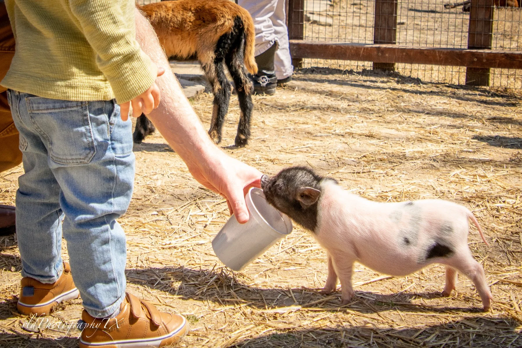 Before Your Visit — Cathy's Critters