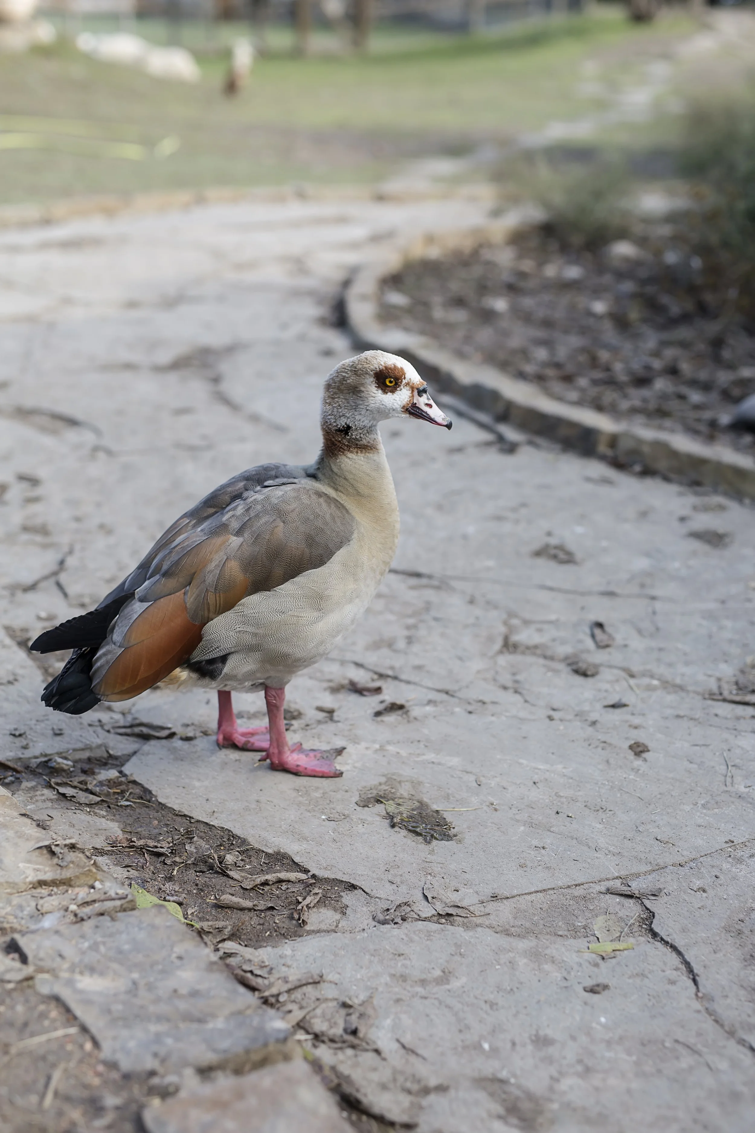 Meet the Animals — Cathy's Critters