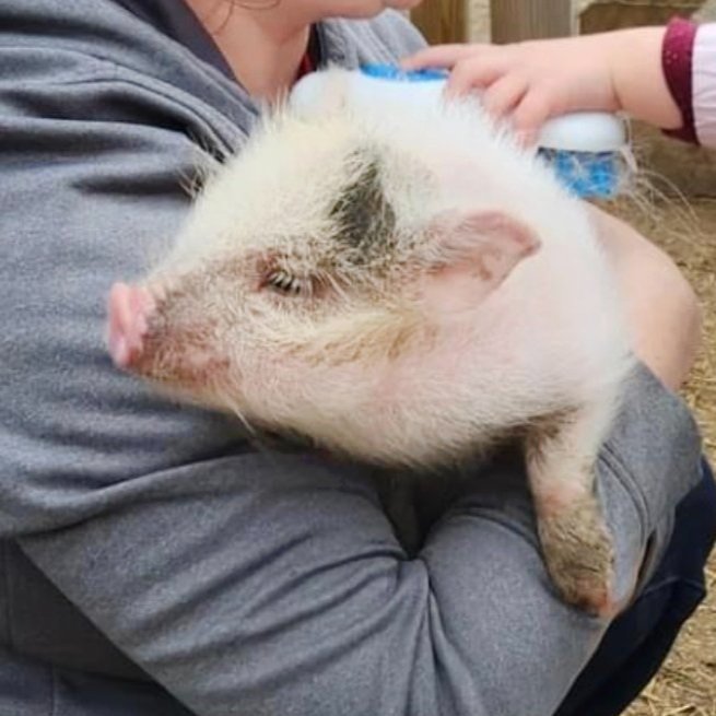 Meet the Animals — Cathy's Critters