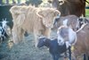Private Events on the Farm — Cathy's Critters