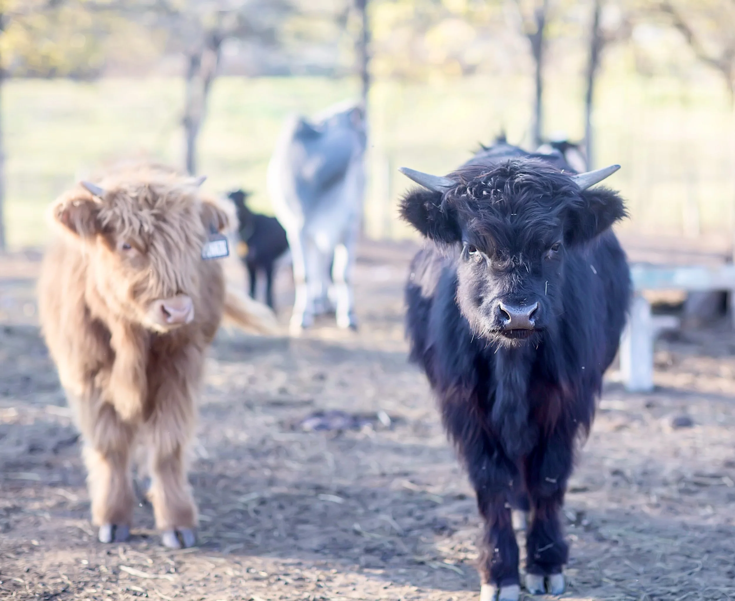 Blog 1 — Cathy's Critters