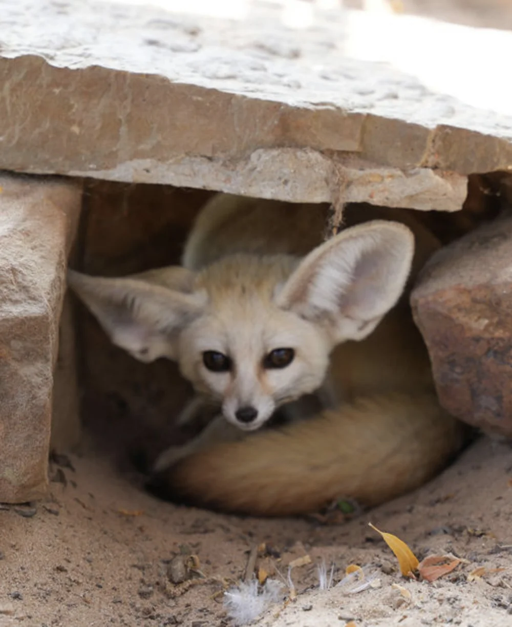 Blog 1 — Cathy's Critters