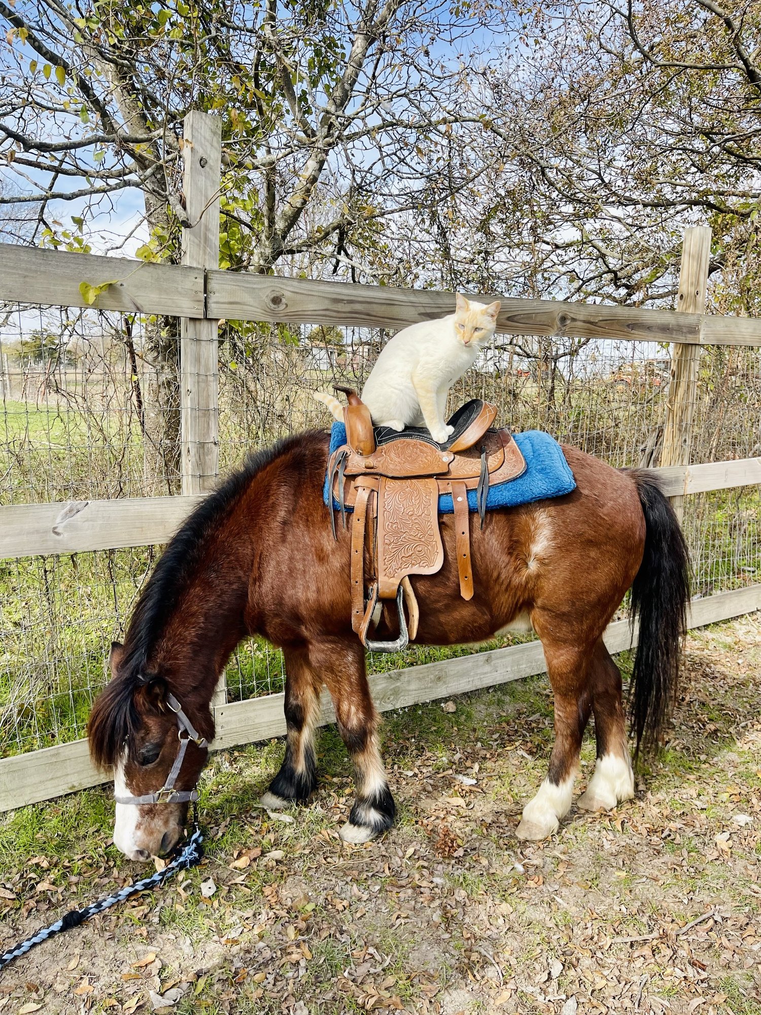 Private Events on the Farm — Cathy's Critters