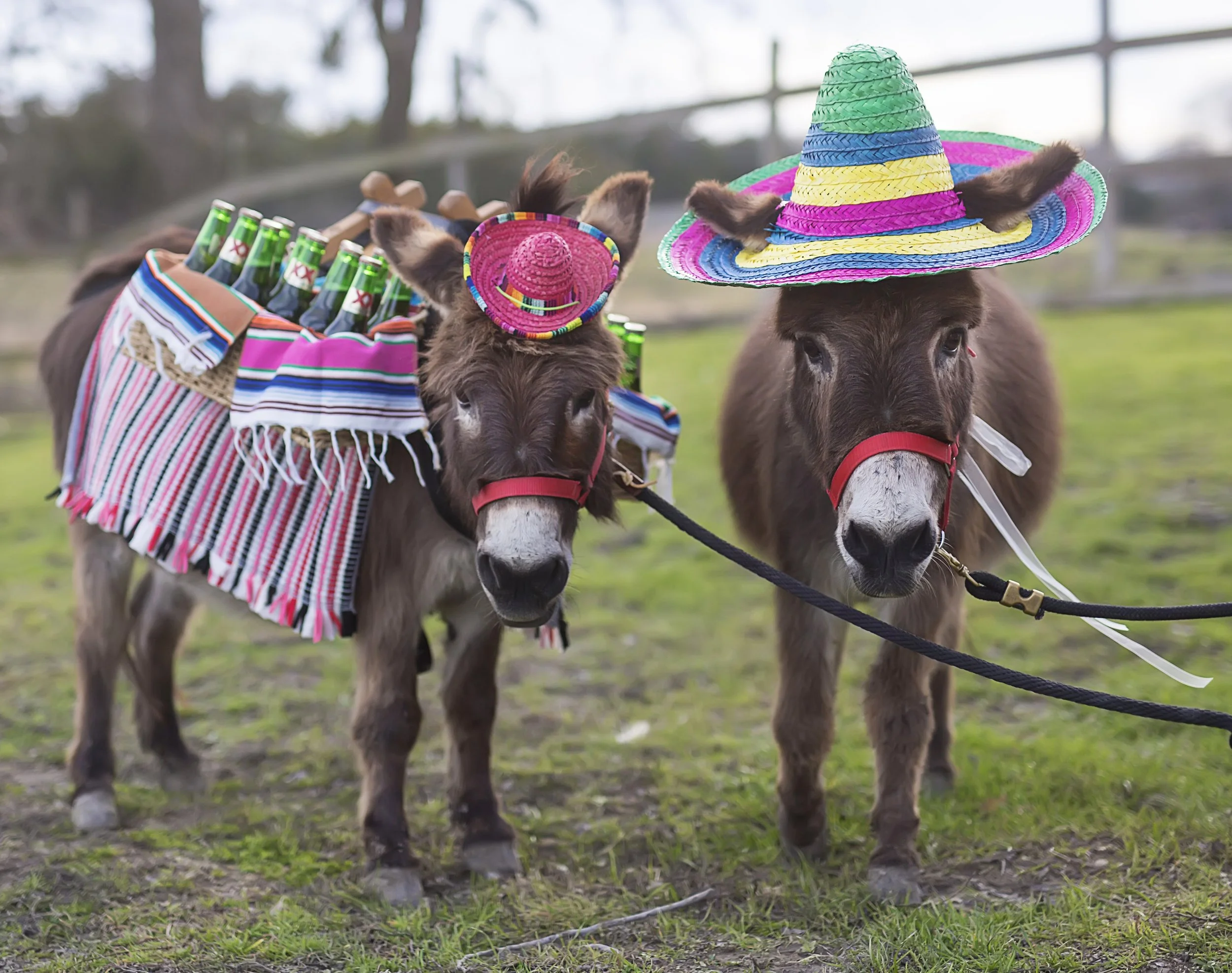 Mobile Petting Zoos — Cathy's Critters