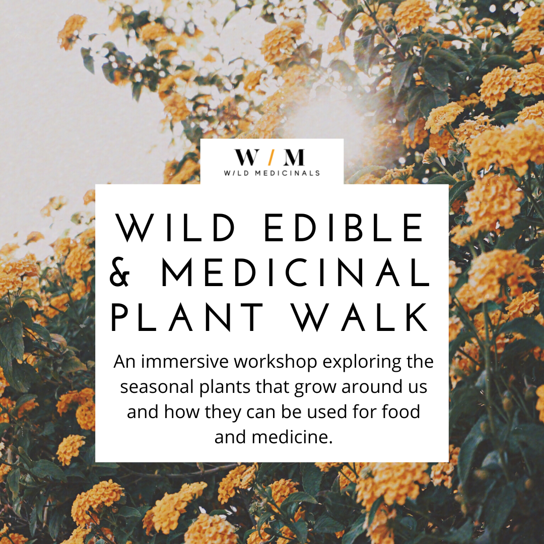 Wild Medicinals — Wild Edible and Medicinal Plant Walk