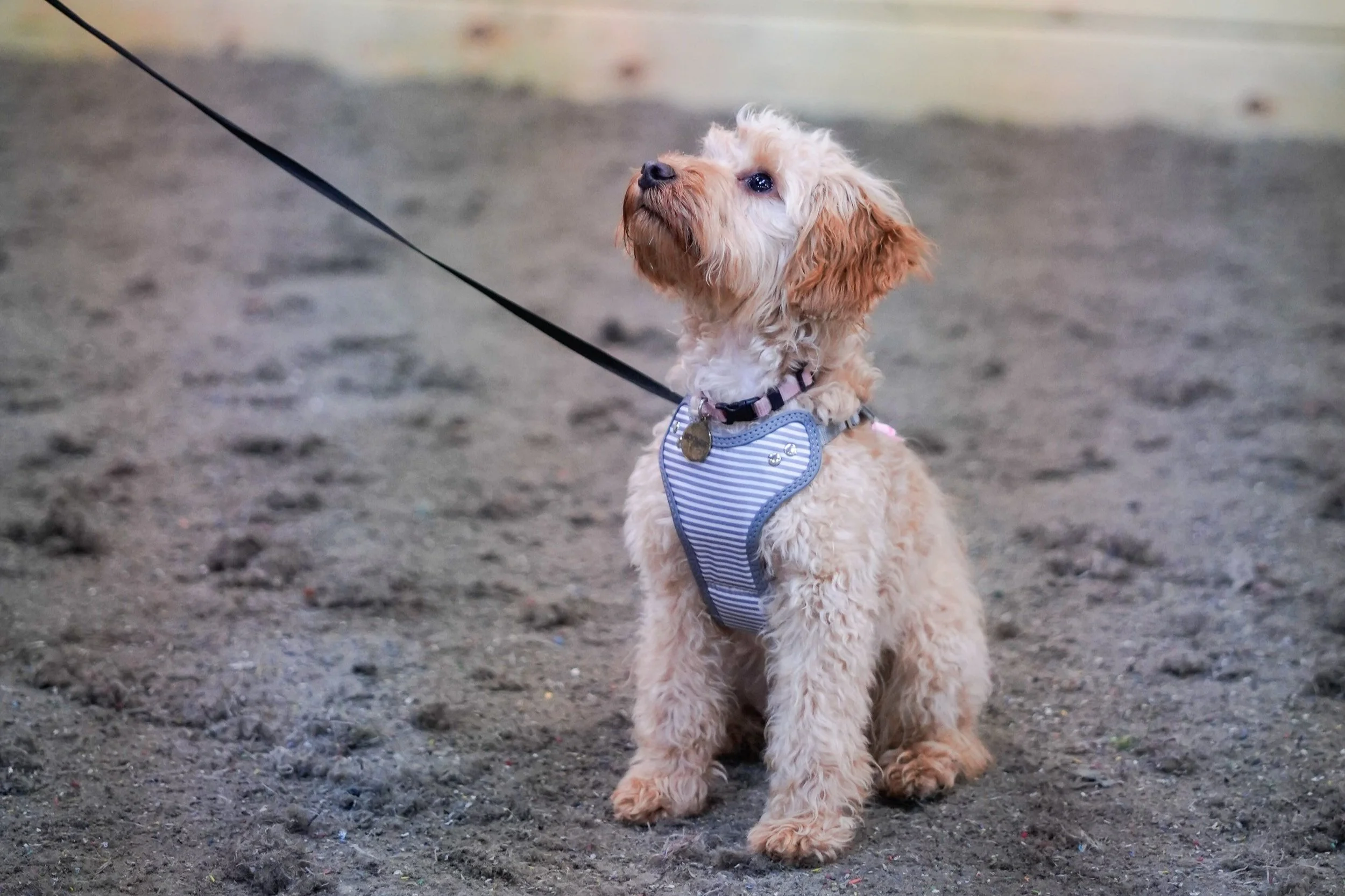 How Long Is One Hour For A Dog how-long-is-one-hour-for-a-dog