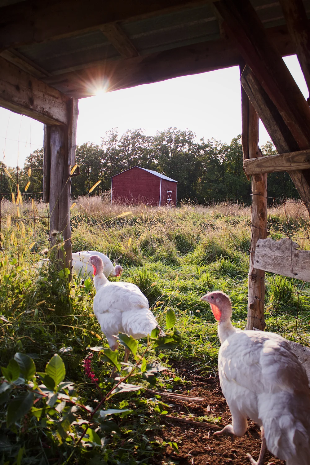 CLEAR CREEK FARM Hudson, NY