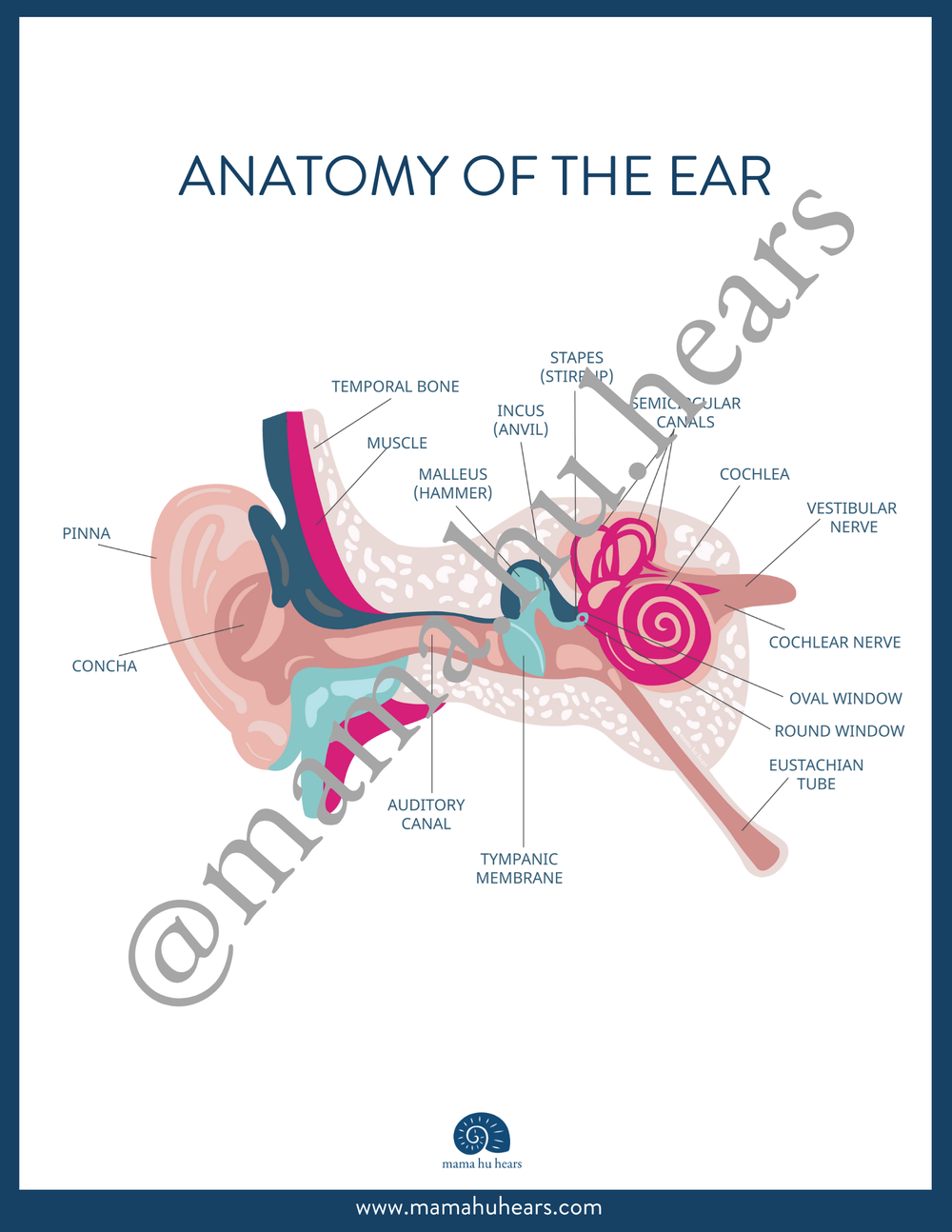 Diagram Of The Ear Diagram