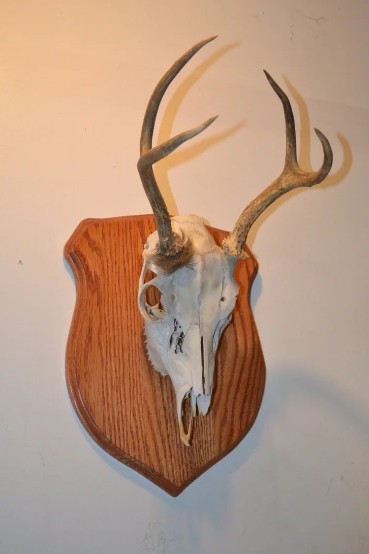 Deer Skull Mount Plaques