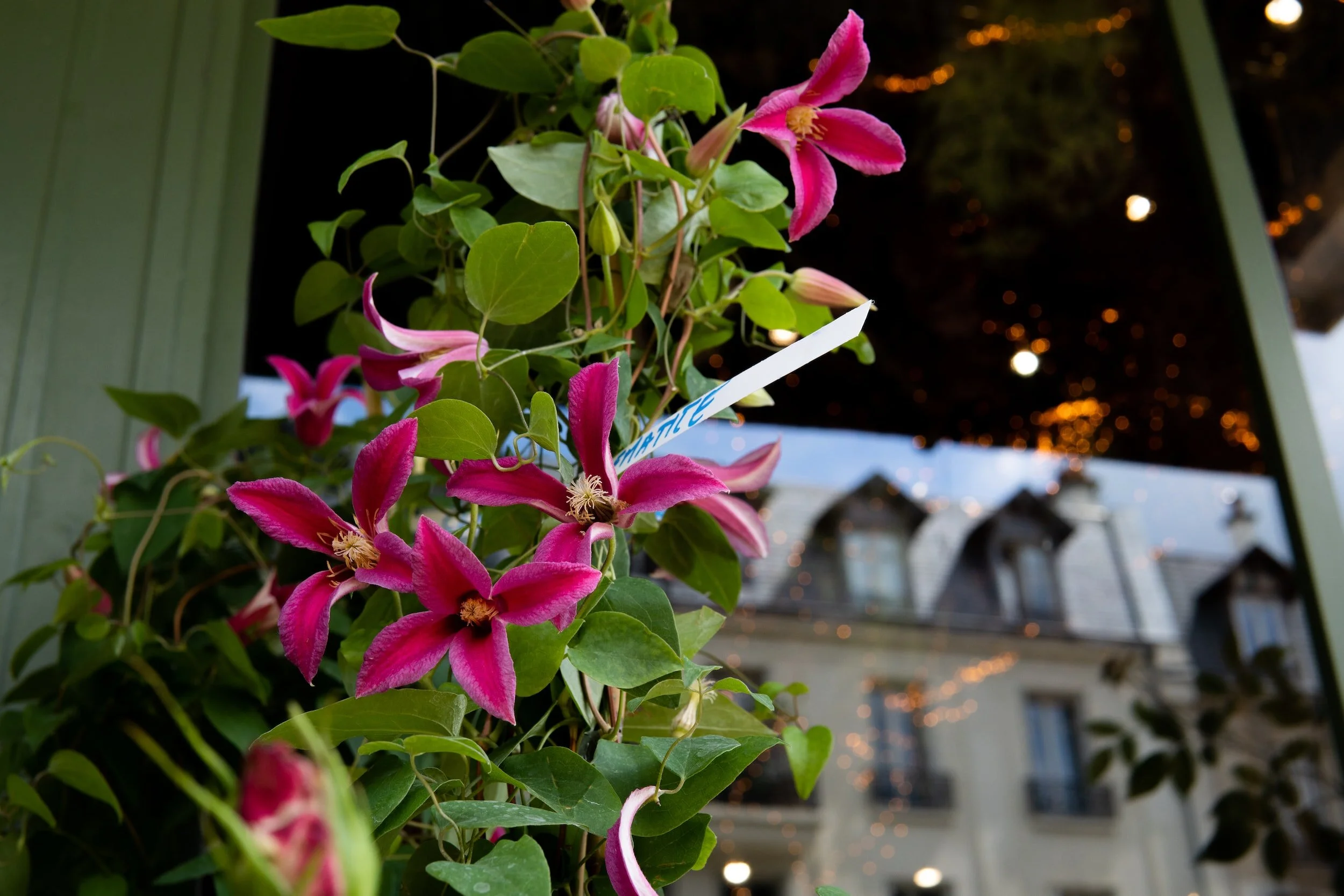 Seasonal / Holiday Poison Prevention — Michigan Poison Center